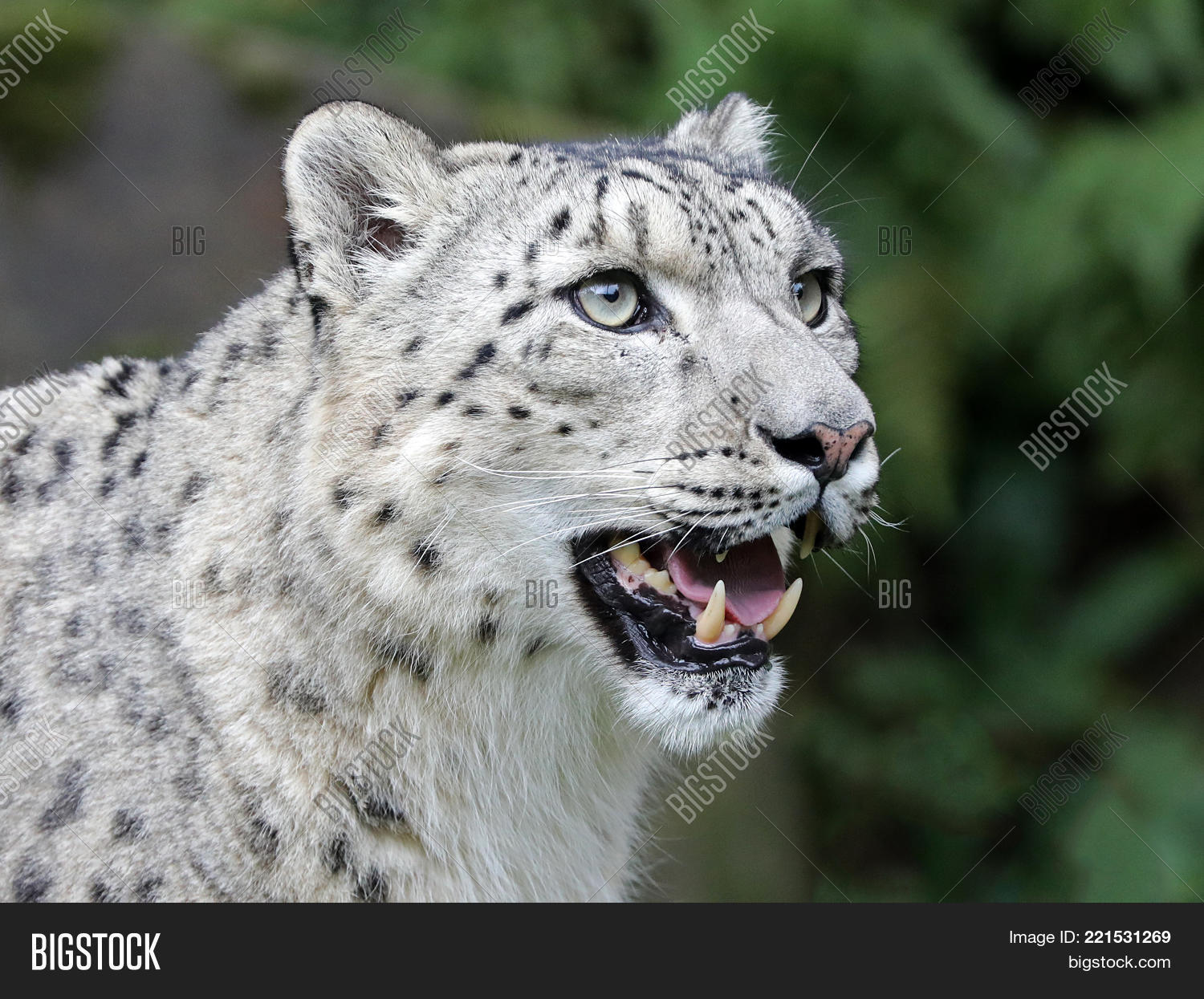 Beautiful Snow Leopard