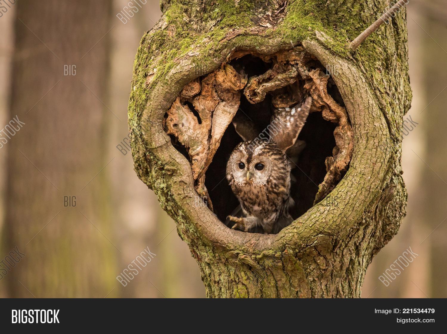 Tawny Owl Hidden Image & Photo (Free Trial) | Bigstock