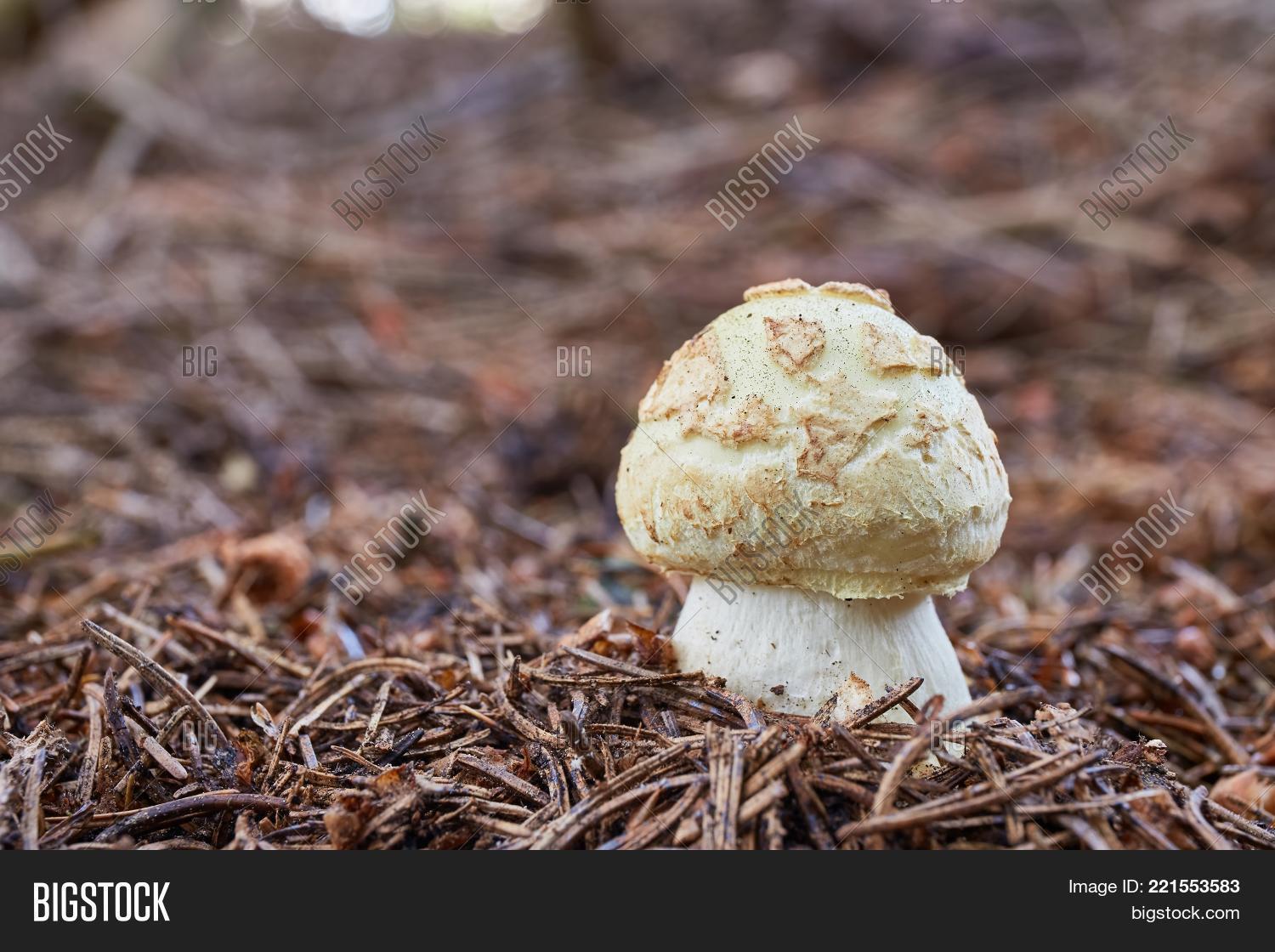 Neoboletus Image & Photo (Free Trial) | Bigstock
