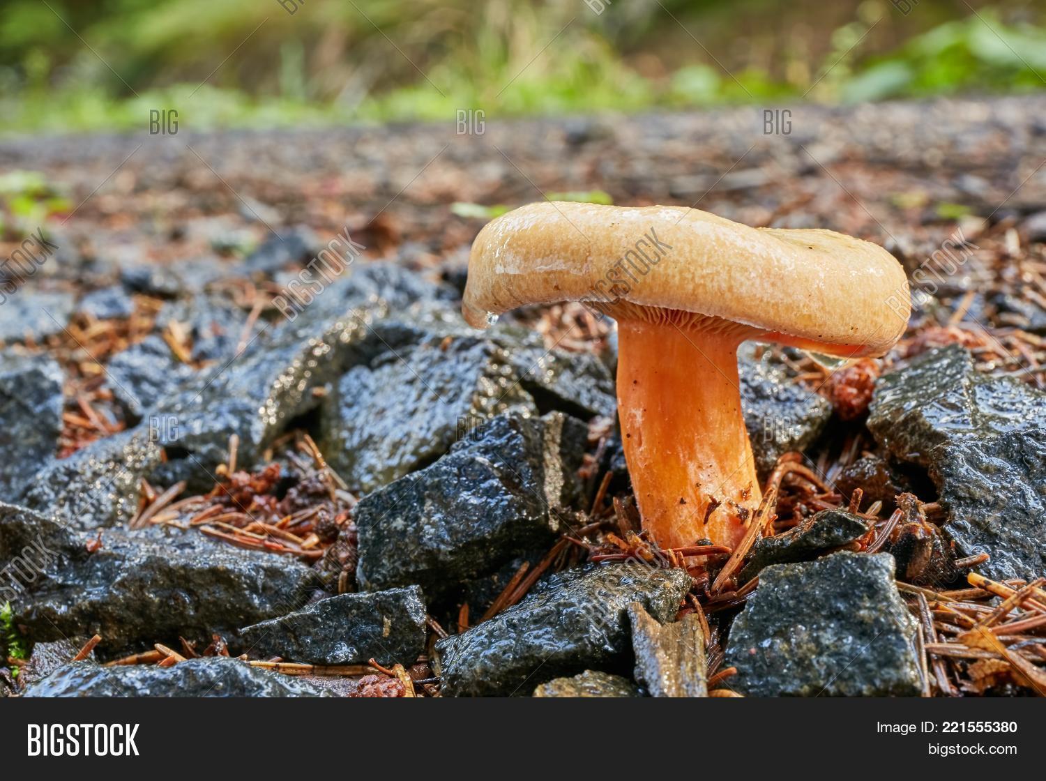 Neoboletus Image & Photo (Free Trial) | Bigstock