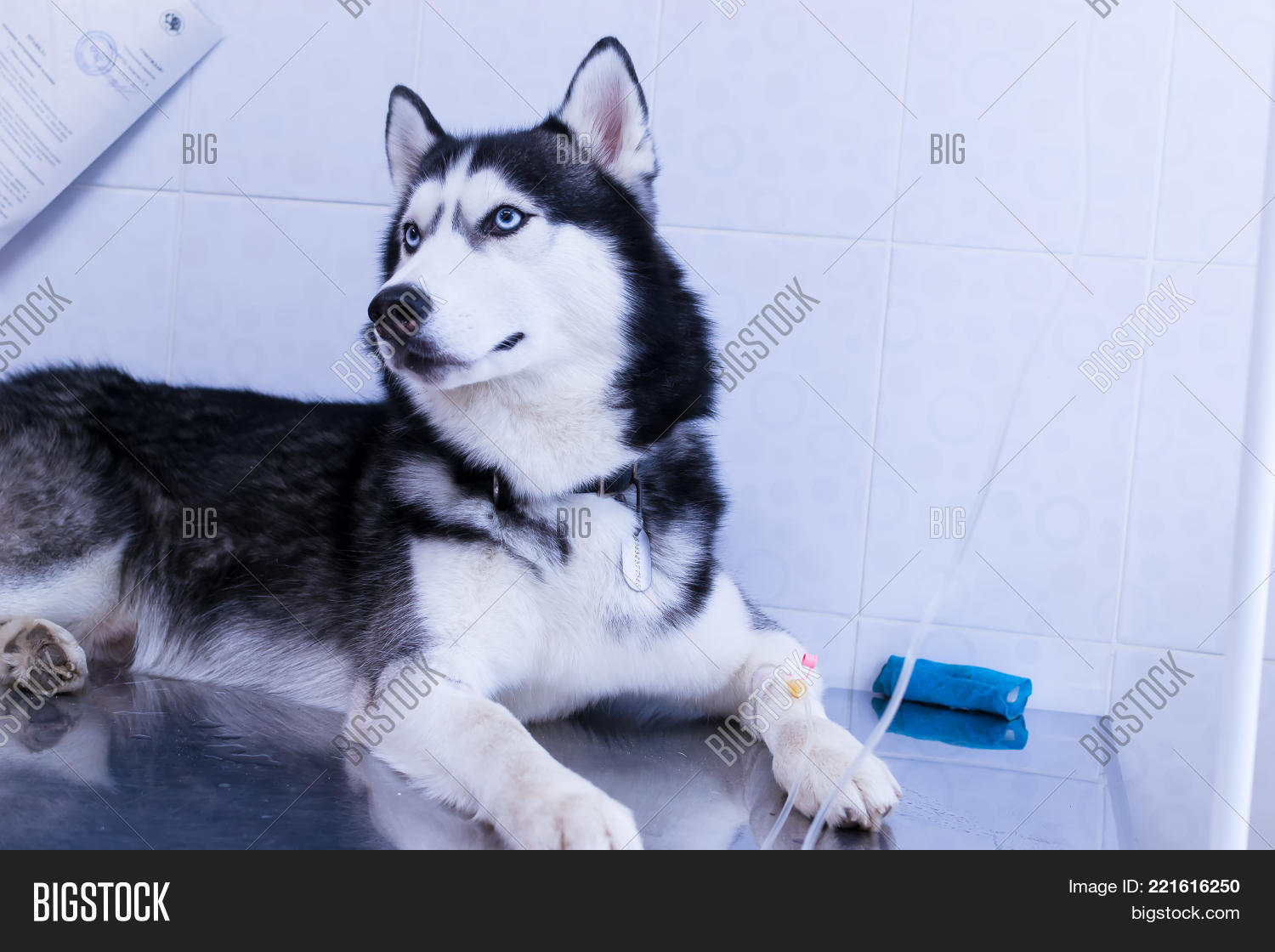 Dog Intravenous Image & Photo (Free Trial) | Bigstock