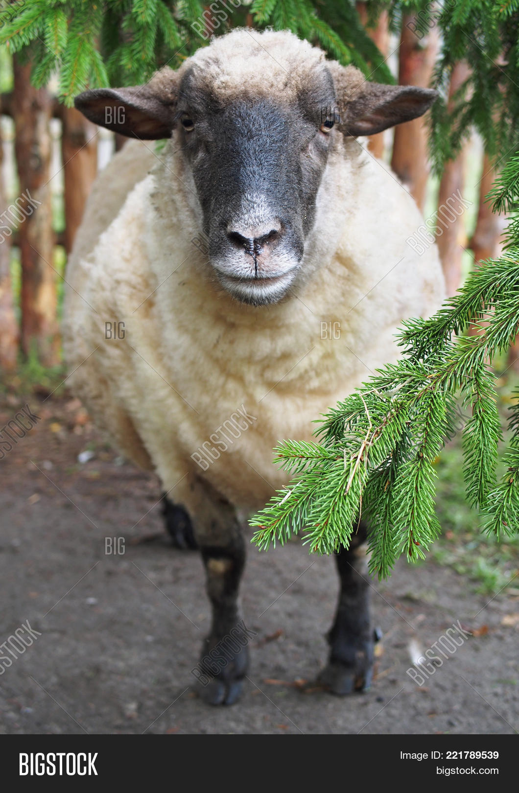 Well-fed Suffolk Sheep Image & Photo (Free Trial) | Bigstock