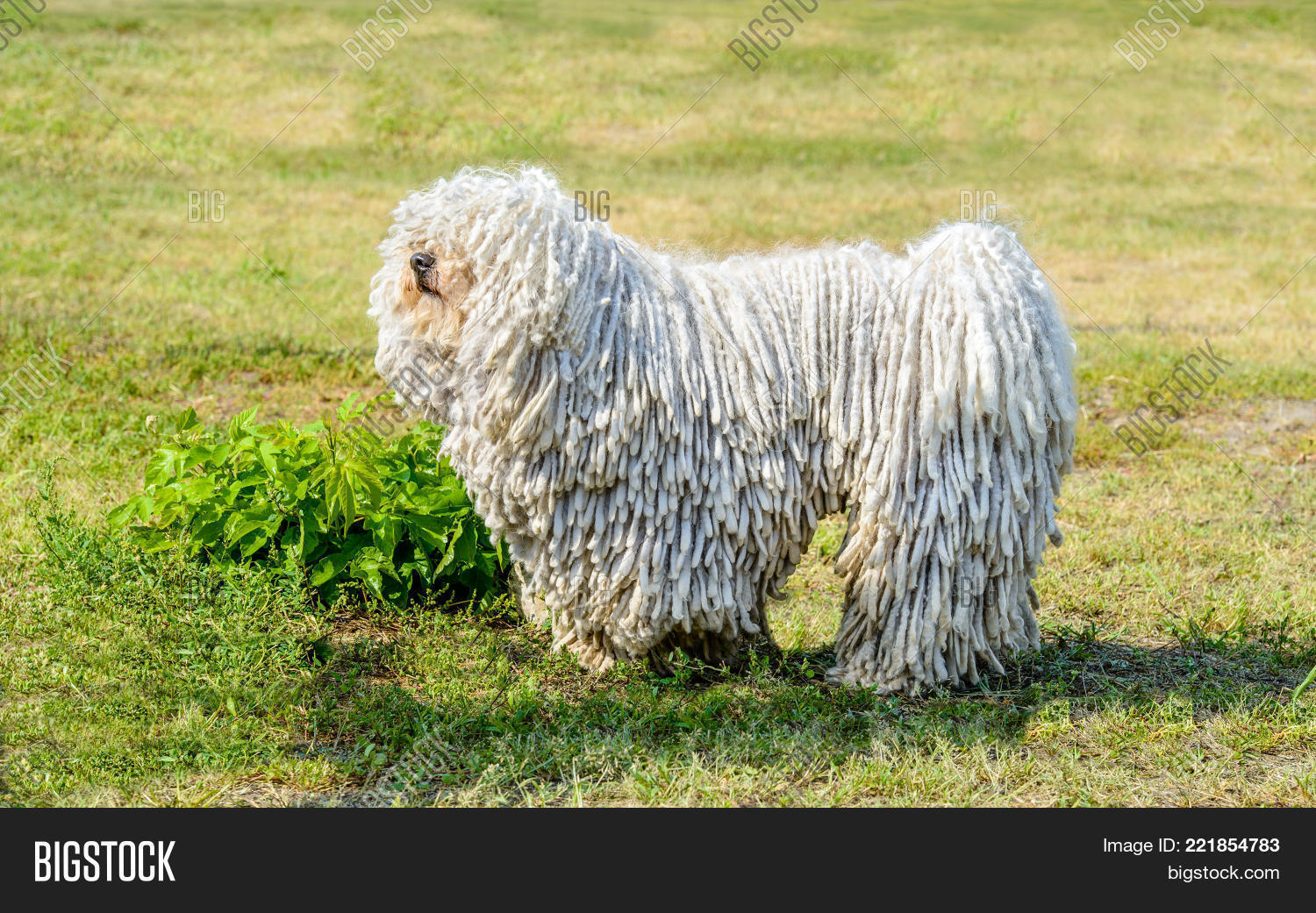 Puli Profile. Puli Image & Photo (Free Trial) | Bigstock
