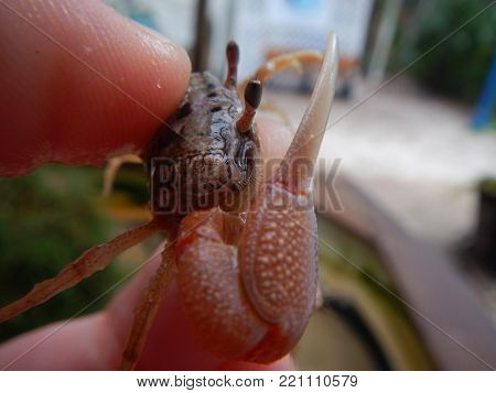 Small Fiddler Crab Image & Photo (Free Trial) | Bigstock