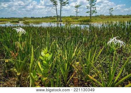 White Swamp Lily Image & Photo (Free Trial) | Bigstock