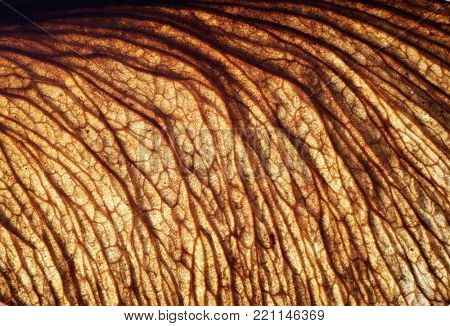 Bio Macro Texture. Image & Photo (Free Trial) | Bigstock