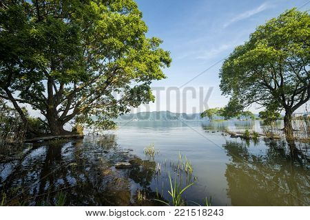 Japanese Alder (Alnus Image & Photo (Free Trial) | Bigstock