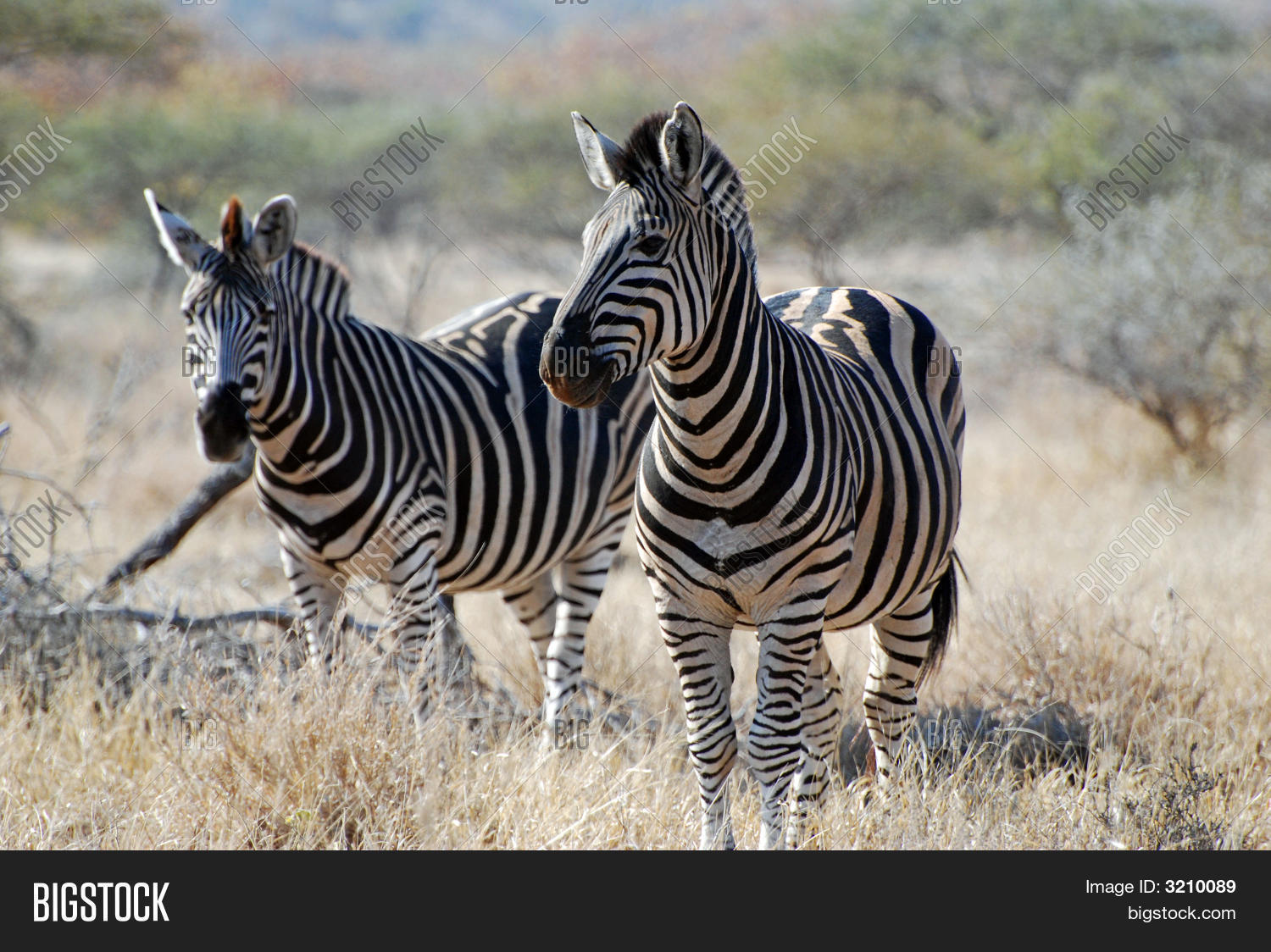Two Running Zebras Image & Photo (Free Trial) | Bigstock