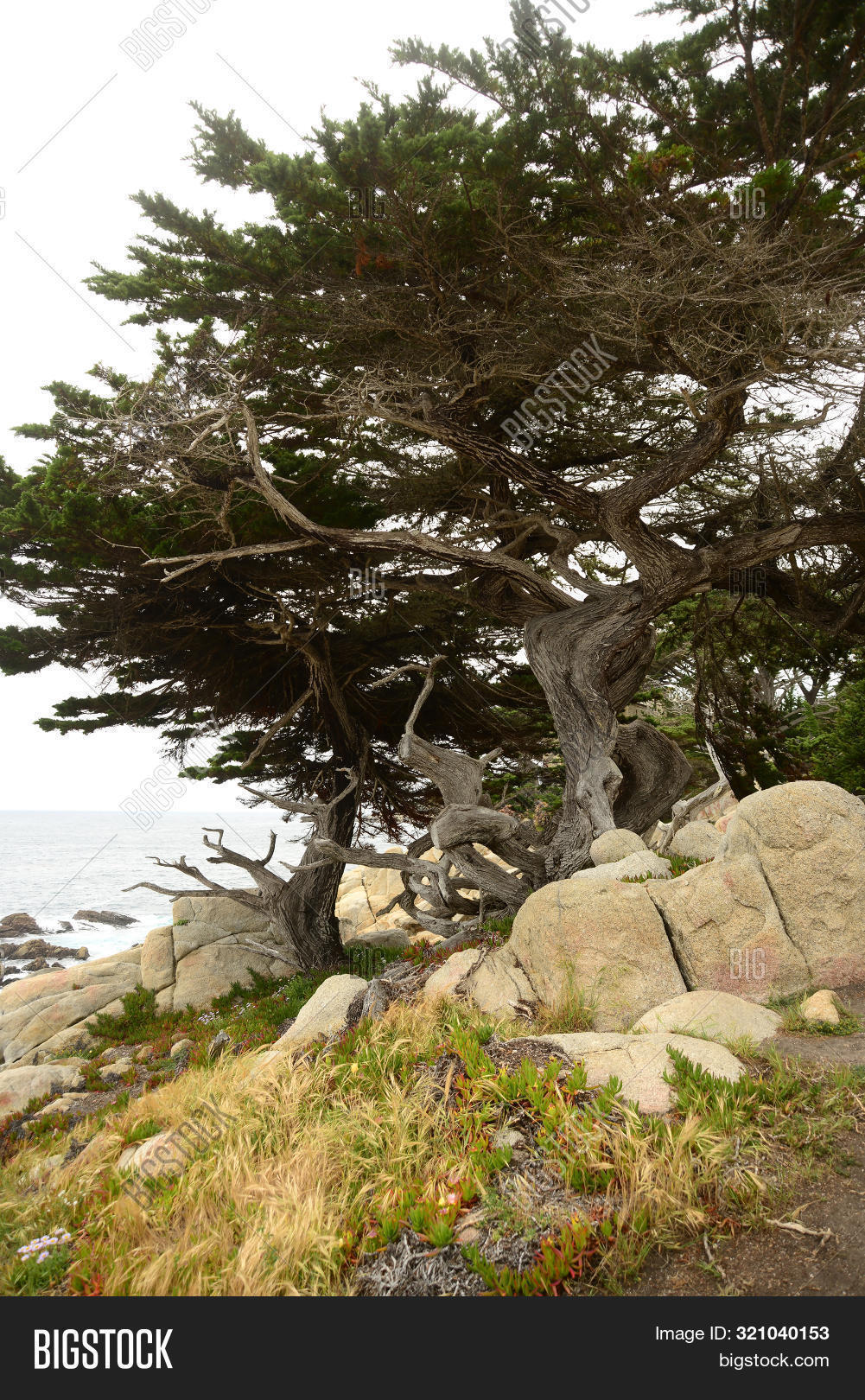 Sargent Cypress Image & Photo (Free Trial) | Bigstock