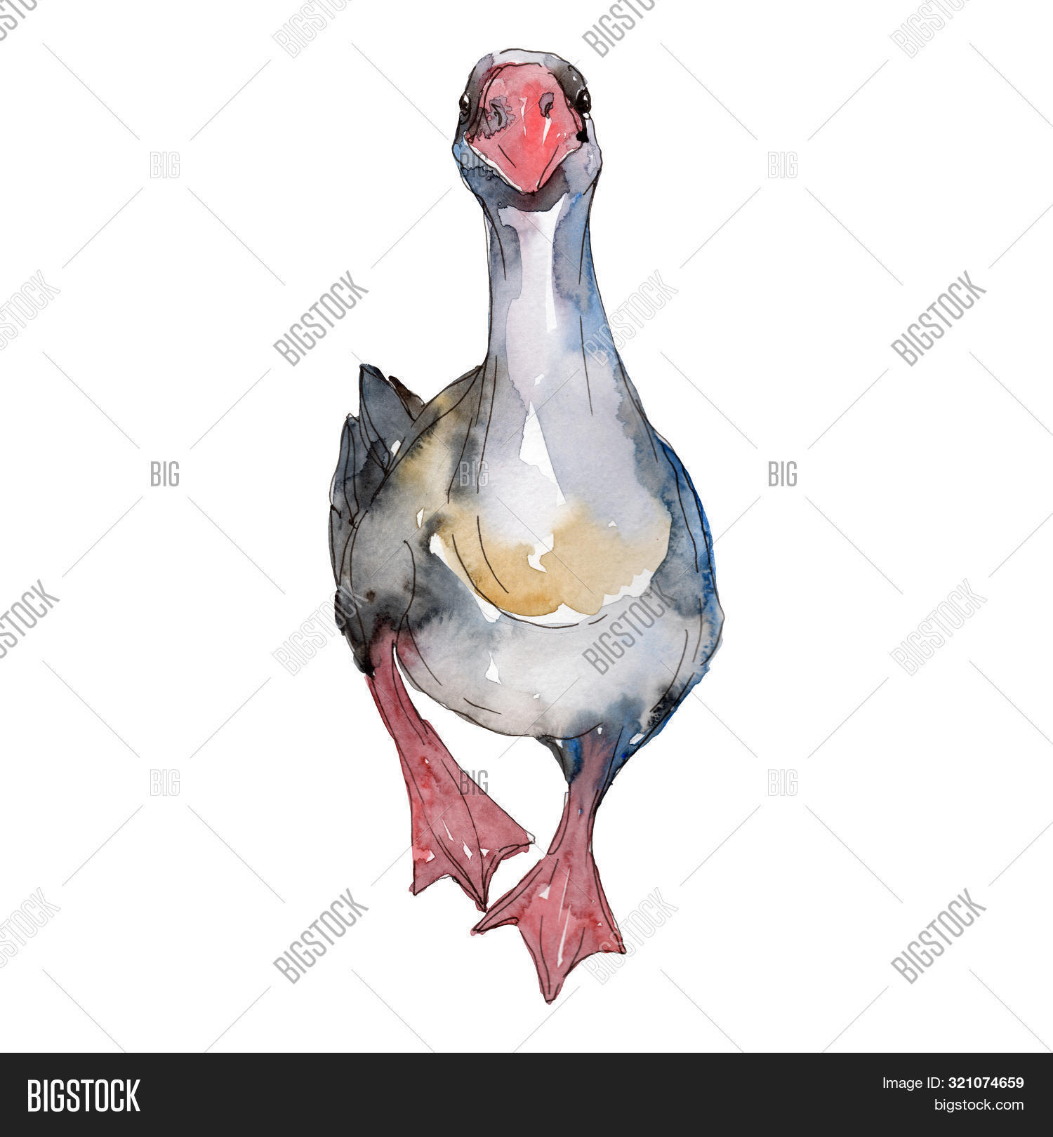 Goose Farm Animal Image & Photo (Free Trial) | Bigstock