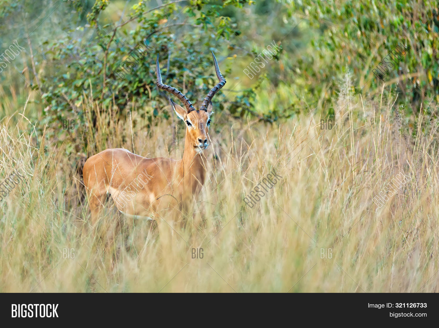 Male Impala Antelope, Image & Photo (Free Trial) | Bigstock