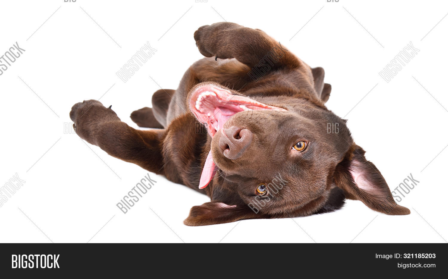 Funny Adorable Image & Photo (Free Trial) | Bigstock
