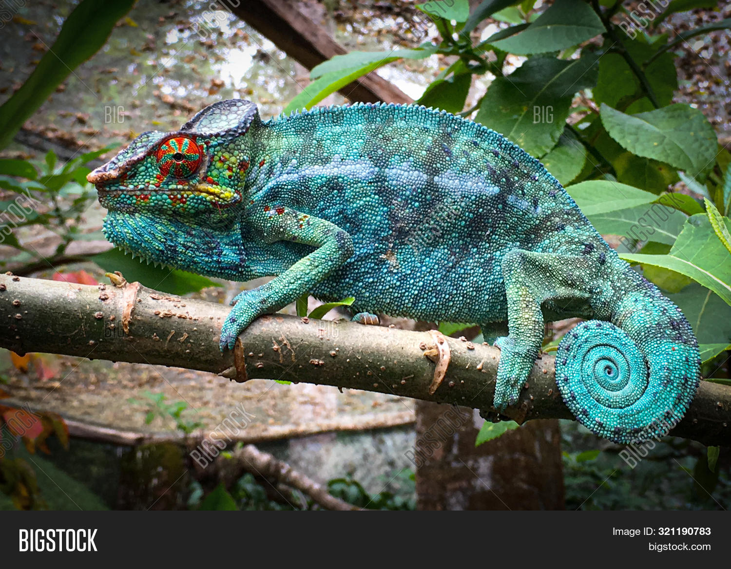 Male Panther Chameleon Image & Photo (Free Trial) | Bigstock