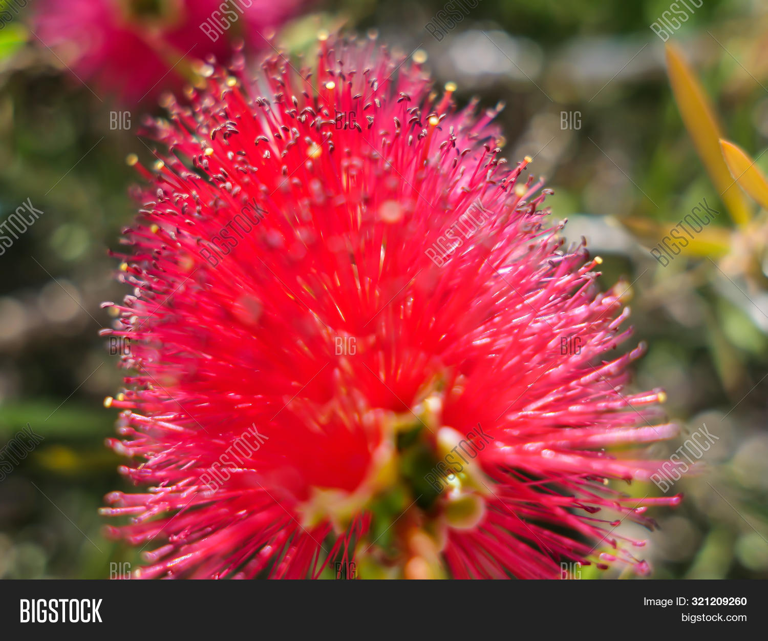 Red Beautiful Flower Image & Photo (Free Trial) | Bigstock