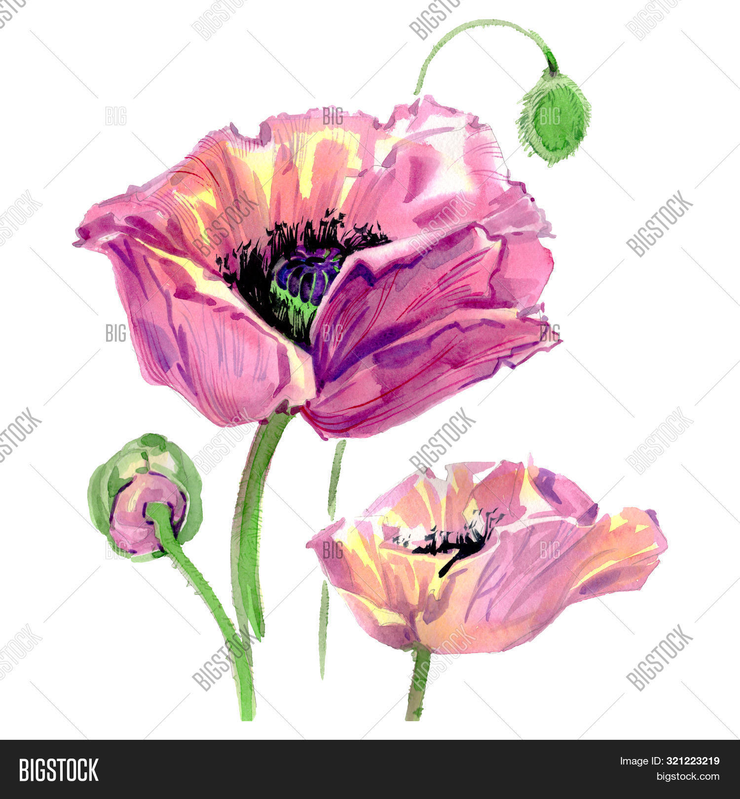 Pink Poppy Floral Image & Photo (Free Trial) | Bigstock