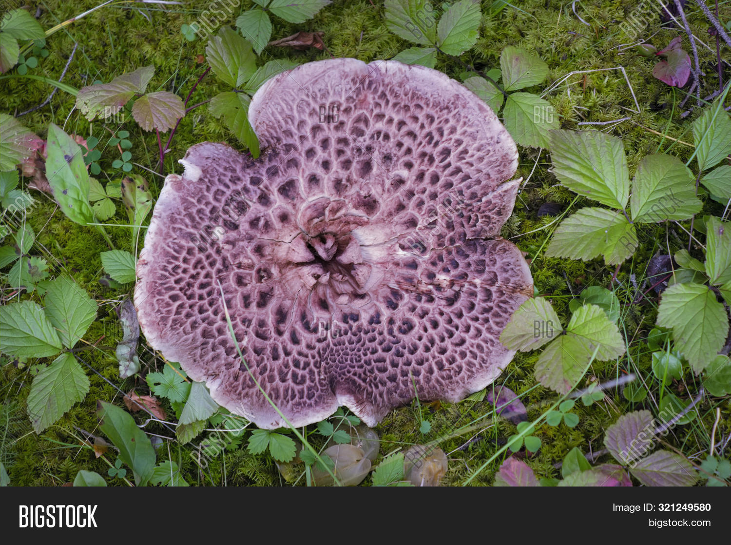 Mushroom Sarcodon Image & Photo (Free Trial) | Bigstock