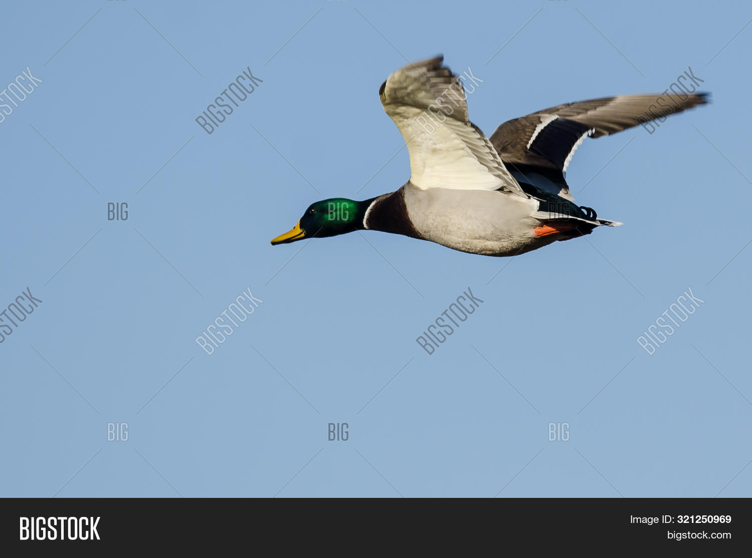 Mallard Duck Flying Image & Photo (Free Trial) | Bigstock