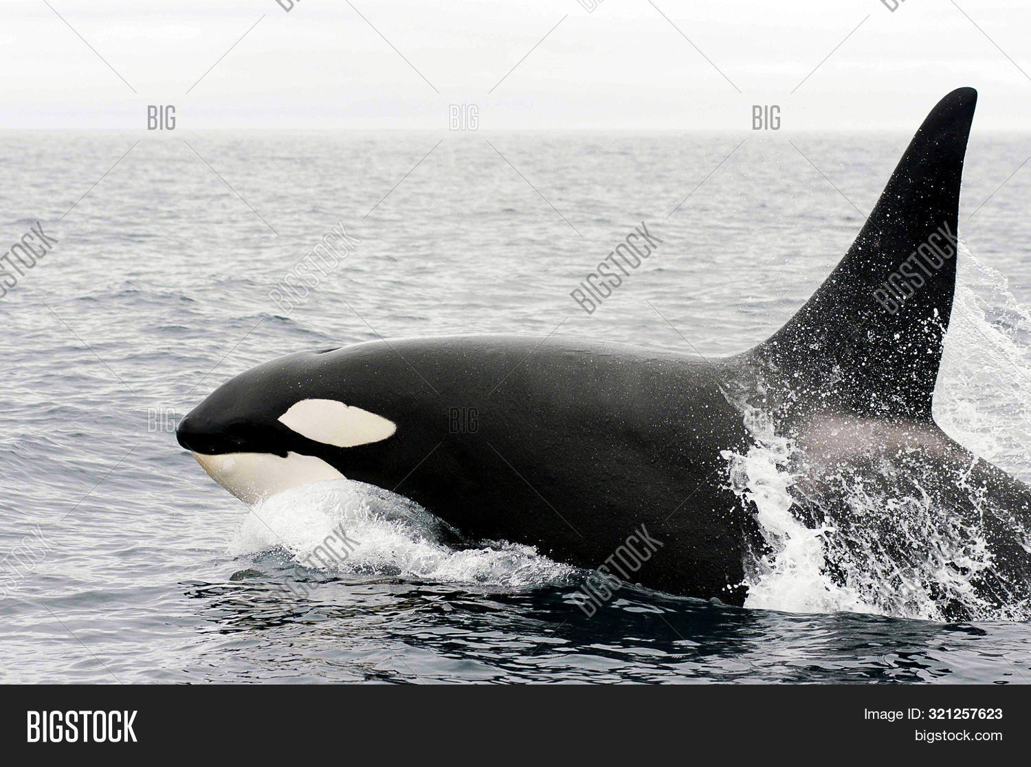 Photo Huge Whale Image & Photo (Free Trial) | Bigstock