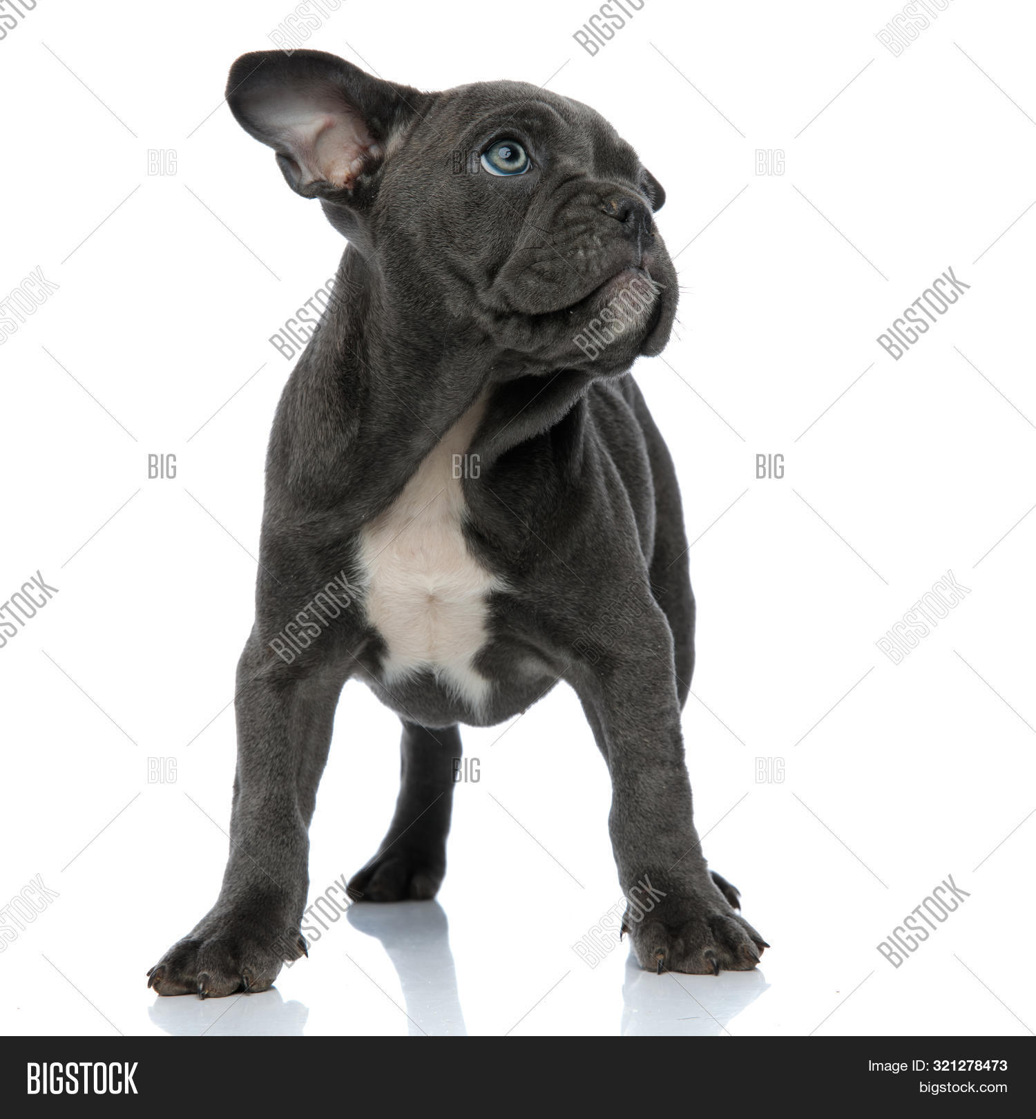 Cute American Bully Image & Photo (Free Trial) | Bigstock