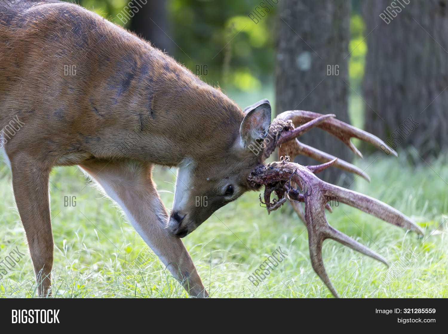 White Tailed Deer. Image & Photo (Free Trial) | Bigstock
