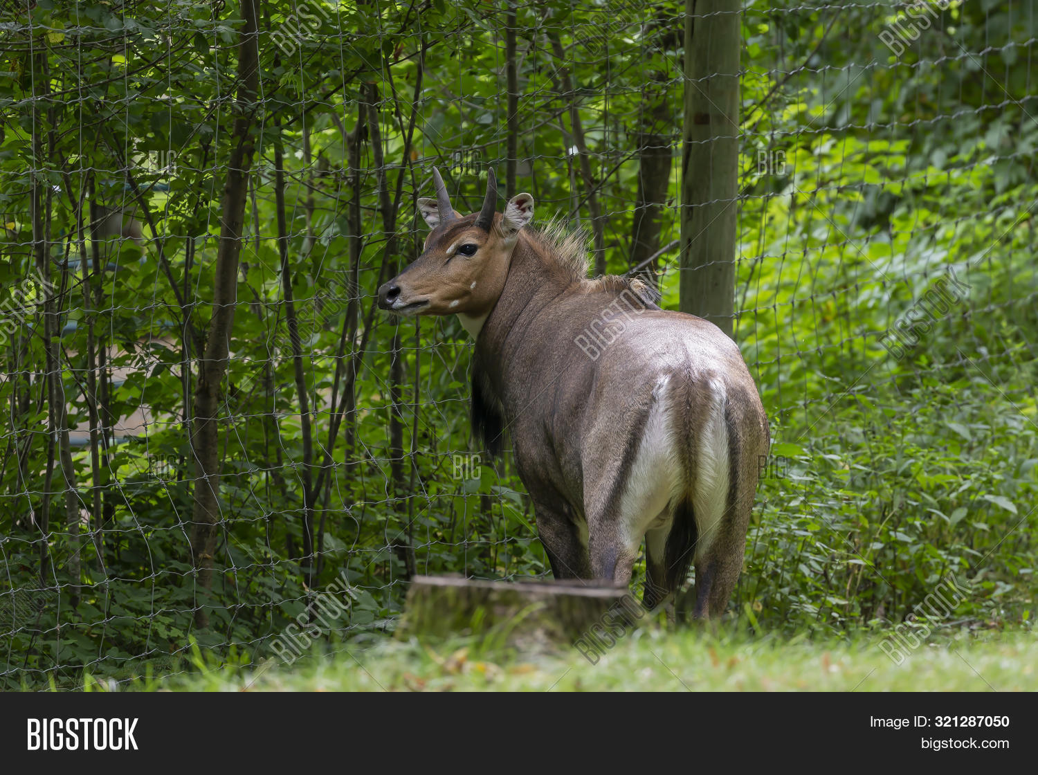 Nilgai - Blue Bull ( Image & Photo (Free Trial) | Bigstock