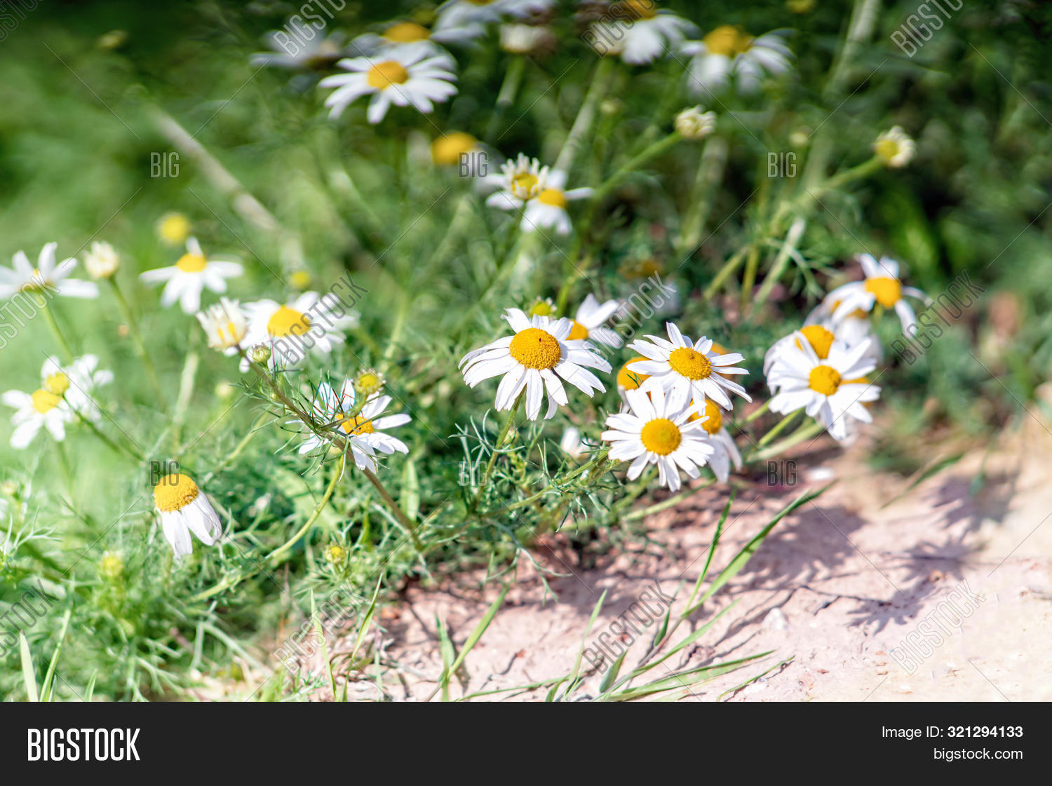Wild Daisy Blossoms On Image & Photo (Free Trial) | Bigstock