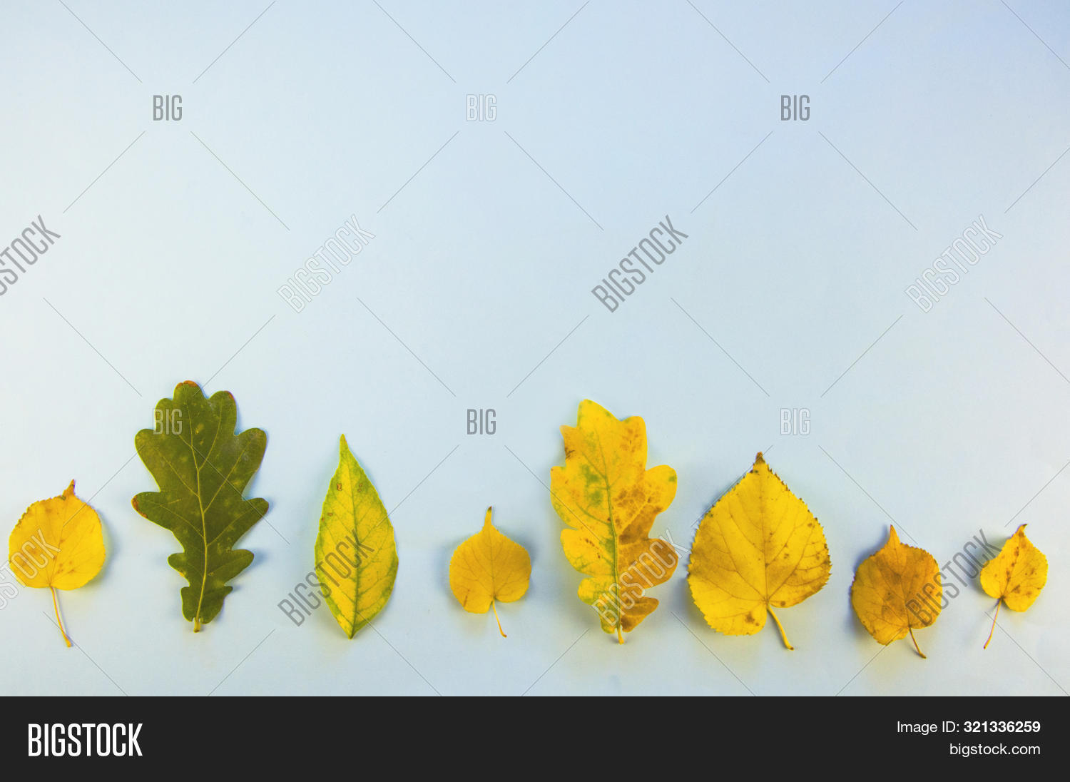 Autumn Leaves On Light Image & Photo (Free Trial) | Bigstock