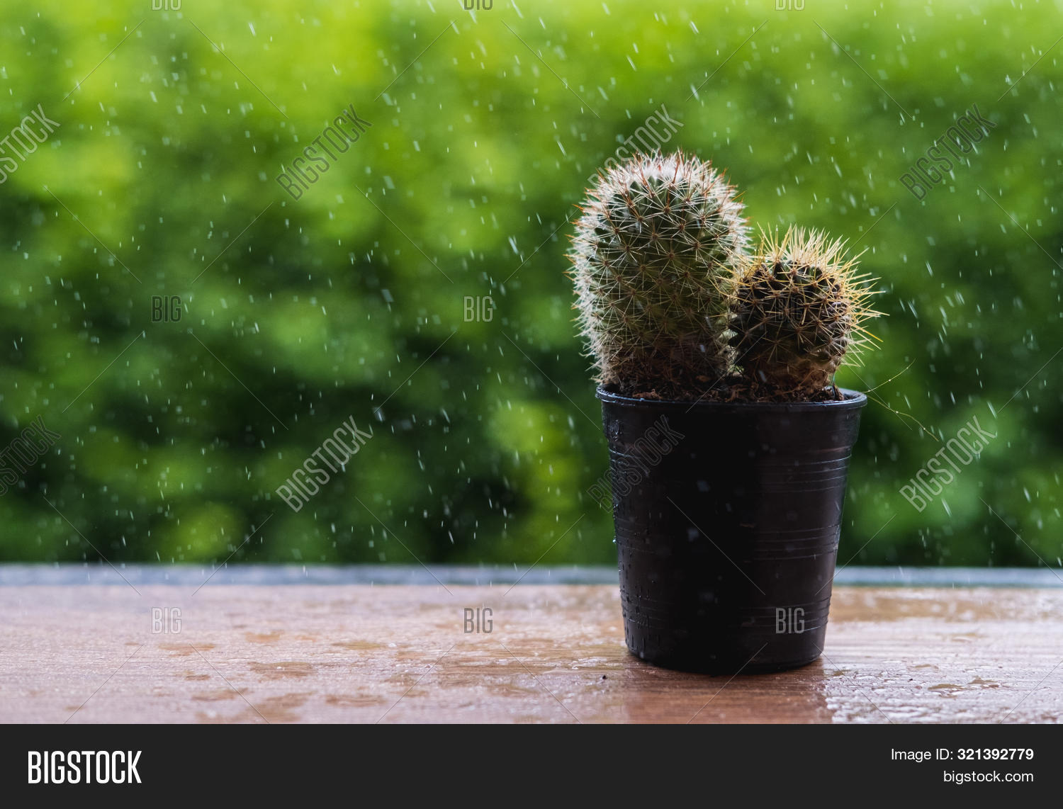 Dry Cactus Spray By Image & Photo (Free Trial) | Bigstock