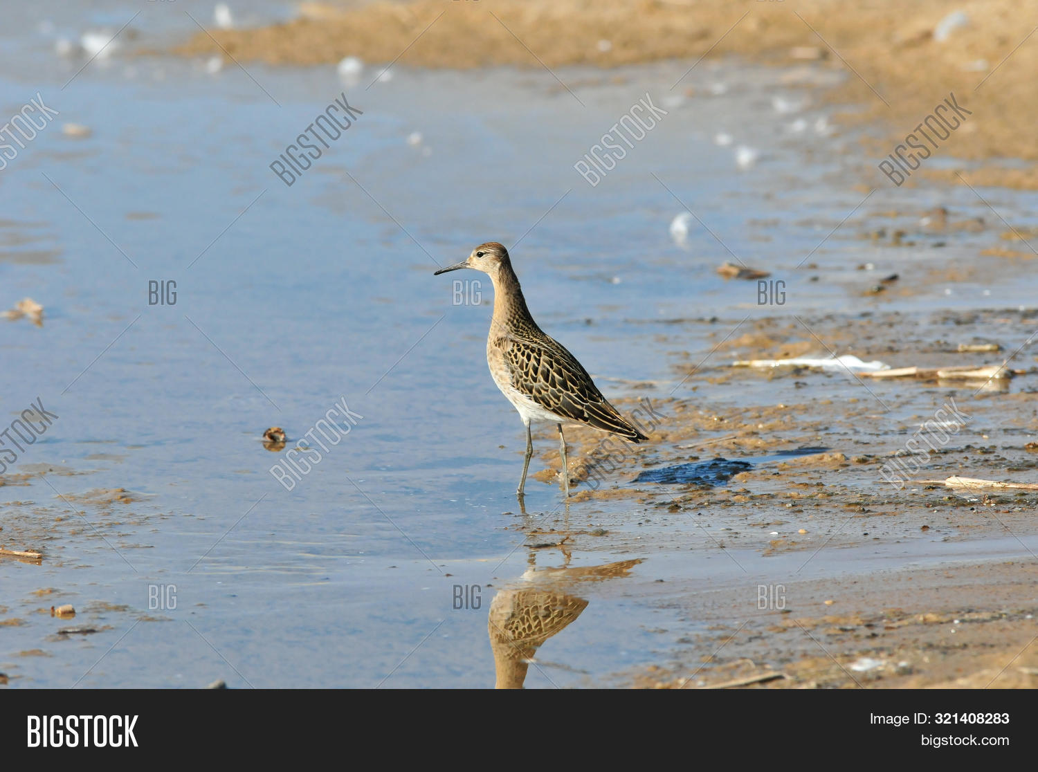 Sandpiper Bird Walks Image & Photo (Free Trial) | Bigstock