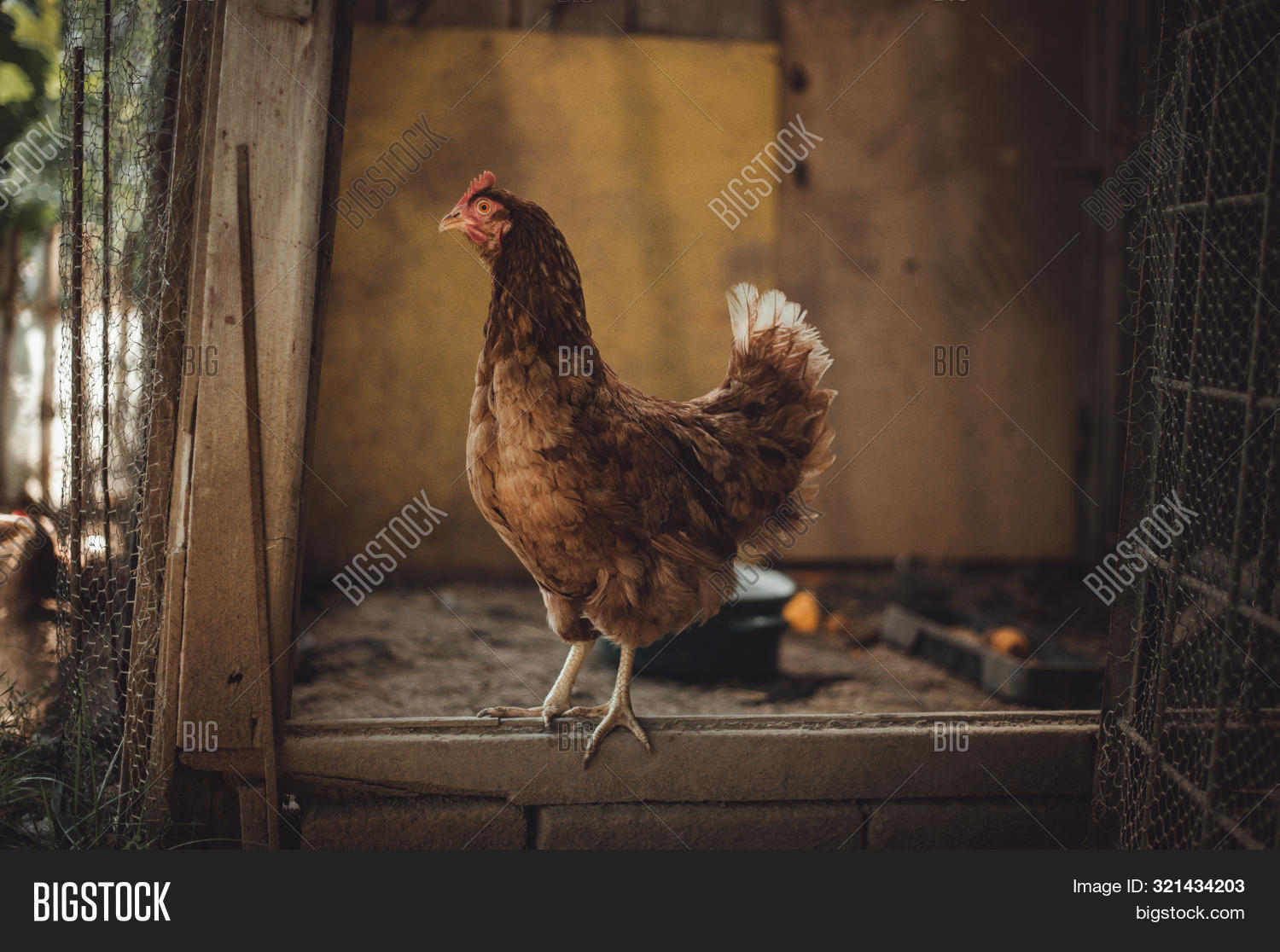 Image - Hen Standing Image & Photo (Free Trial) | Bigstock
