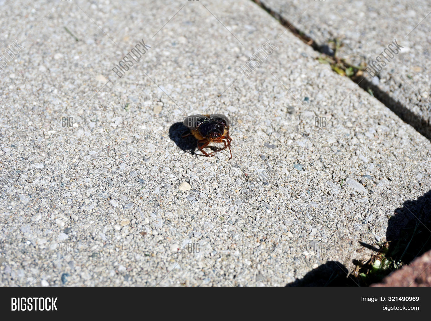 Brown June Beetle ( Image & Photo (Free Trial) | Bigstock