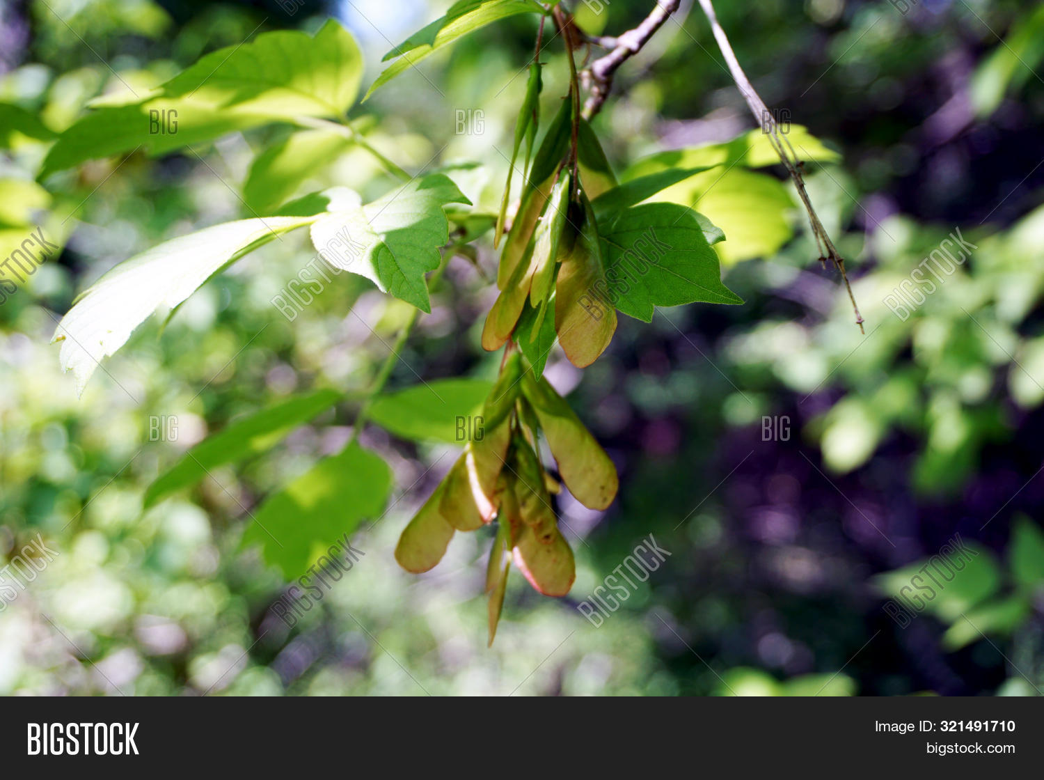 Paired Samaras Appear Image & Photo (Free Trial) | Bigstock