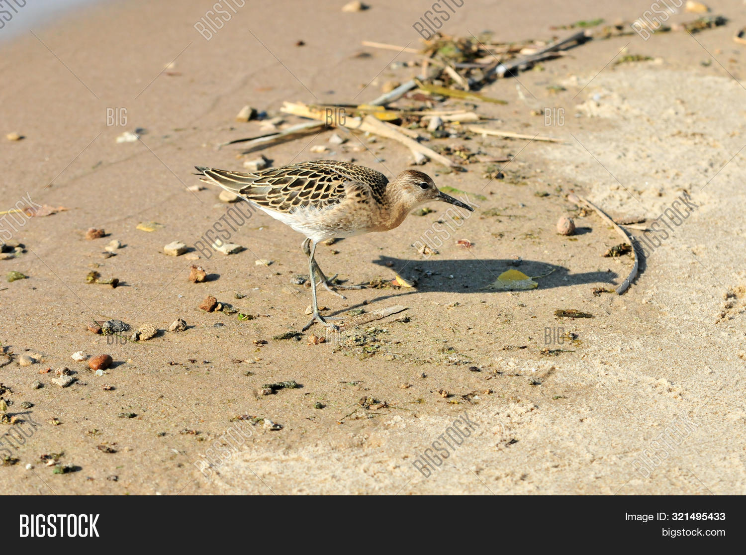 Sandpiper Bird Walks Image & Photo (Free Trial) | Bigstock