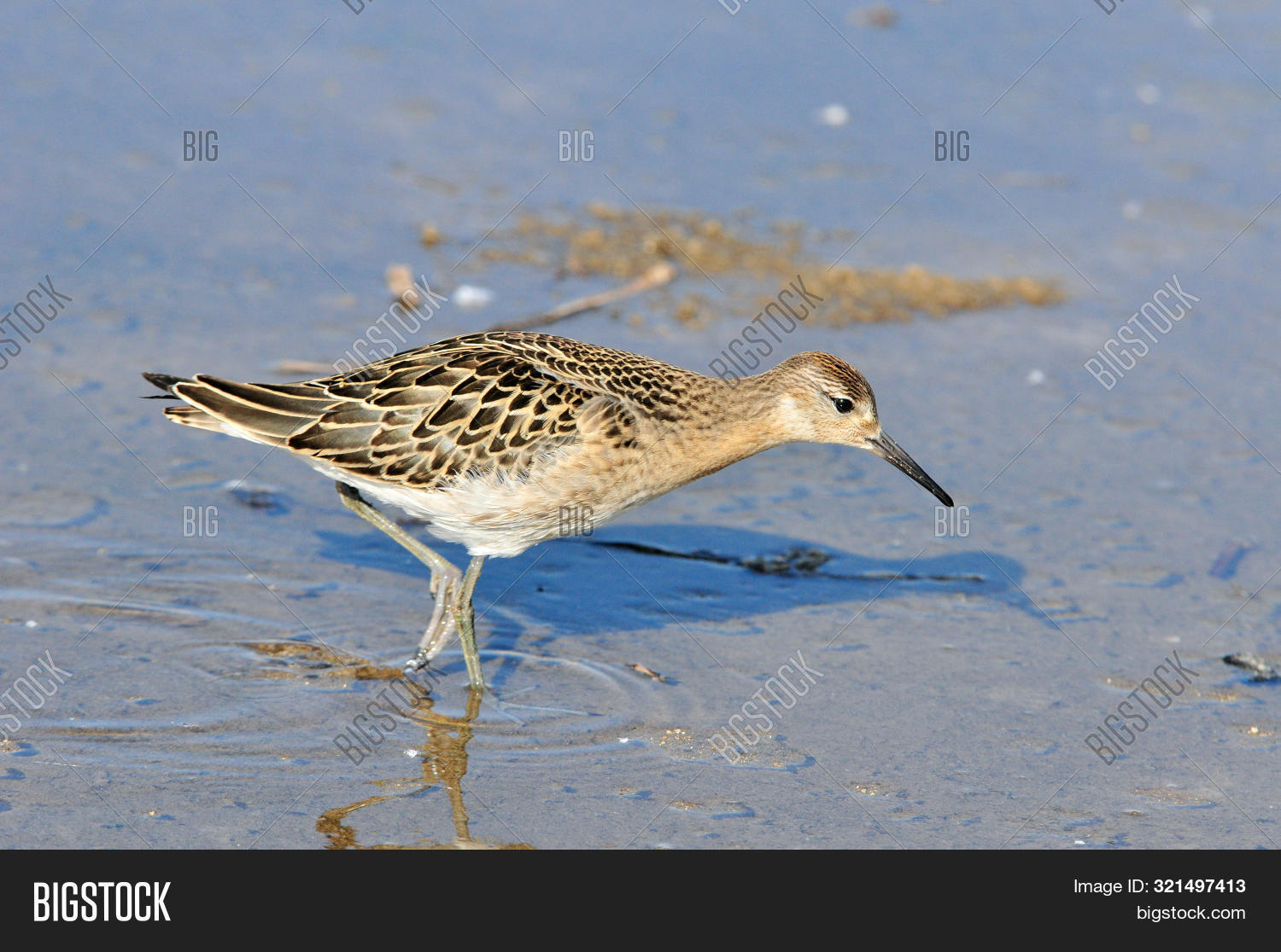 Sandpiper Bird Walks Image & Photo (Free Trial) | Bigstock