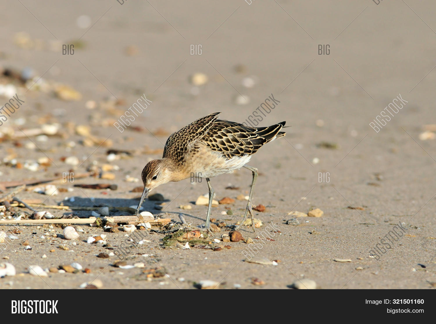 Sandpiper Bird Walks Image & Photo (Free Trial) | Bigstock