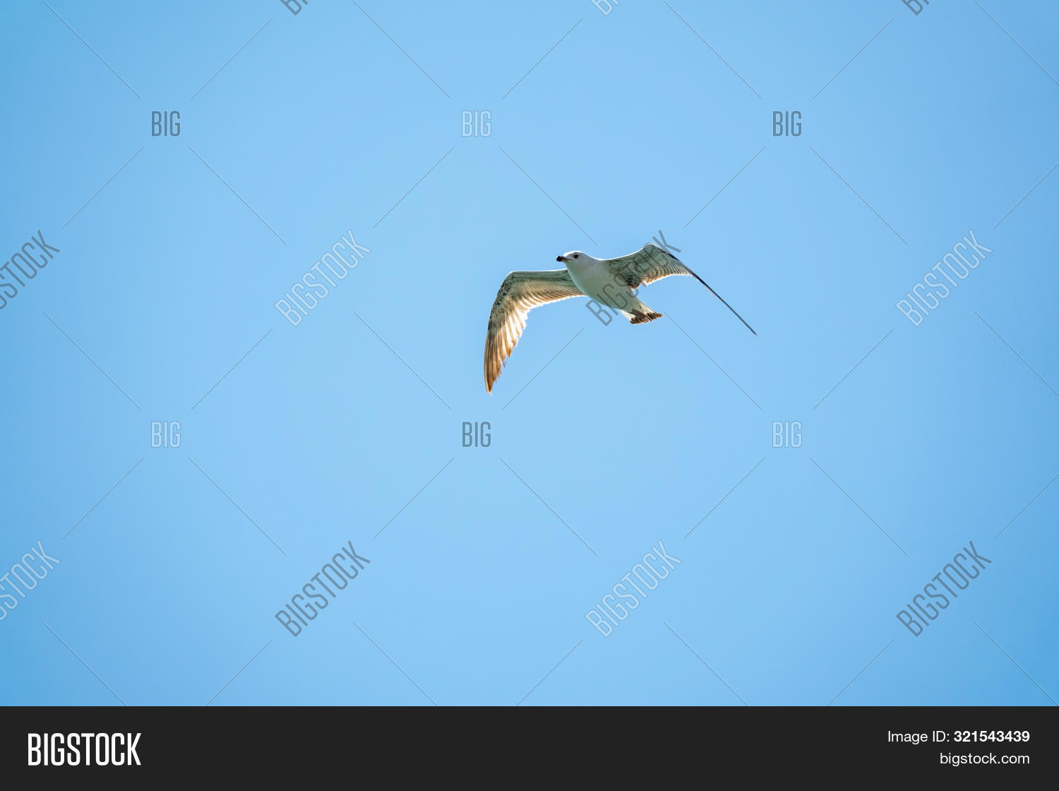 Sea Gull Clear Blue Image & Photo (Free Trial) | Bigstock