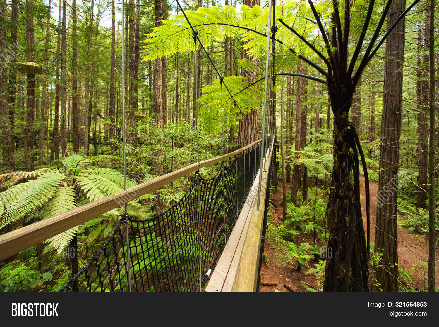 Treewalk Through Image & Photo (Free Trial) | Bigstock