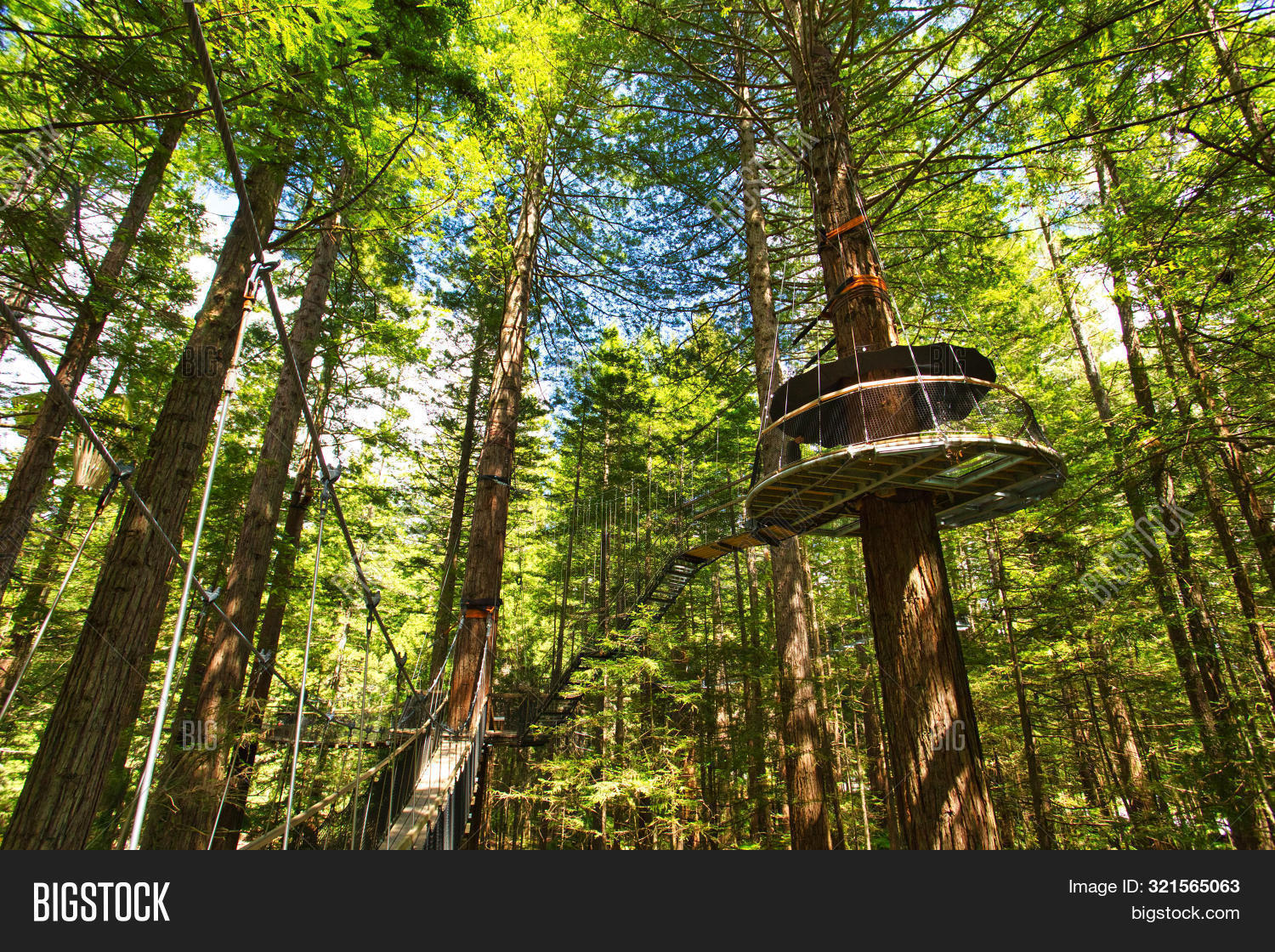 Treewalk Through Image & Photo (Free Trial) | Bigstock