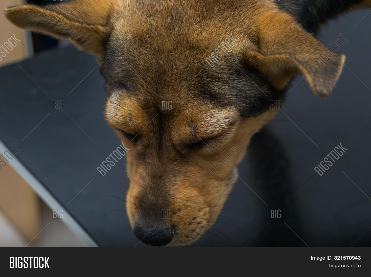 Dog Anaphylactic Image & Photo (Free Trial) | Bigstock