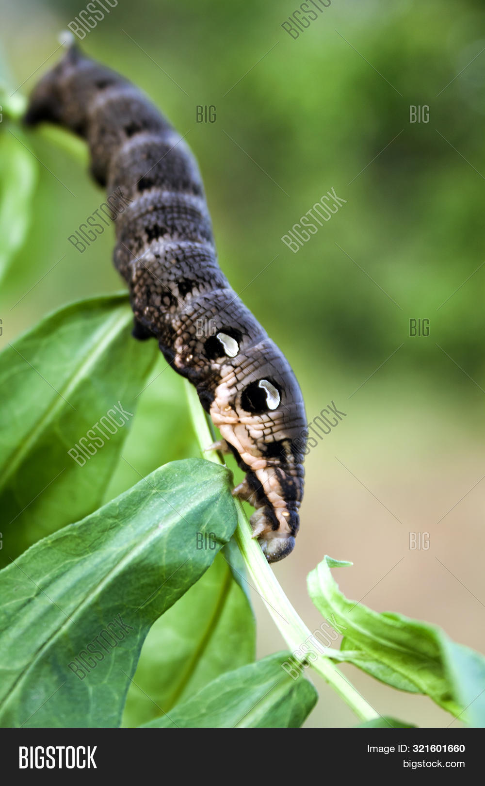 Larva Elephant Hawk Image & Photo (Free Trial) | Bigstock