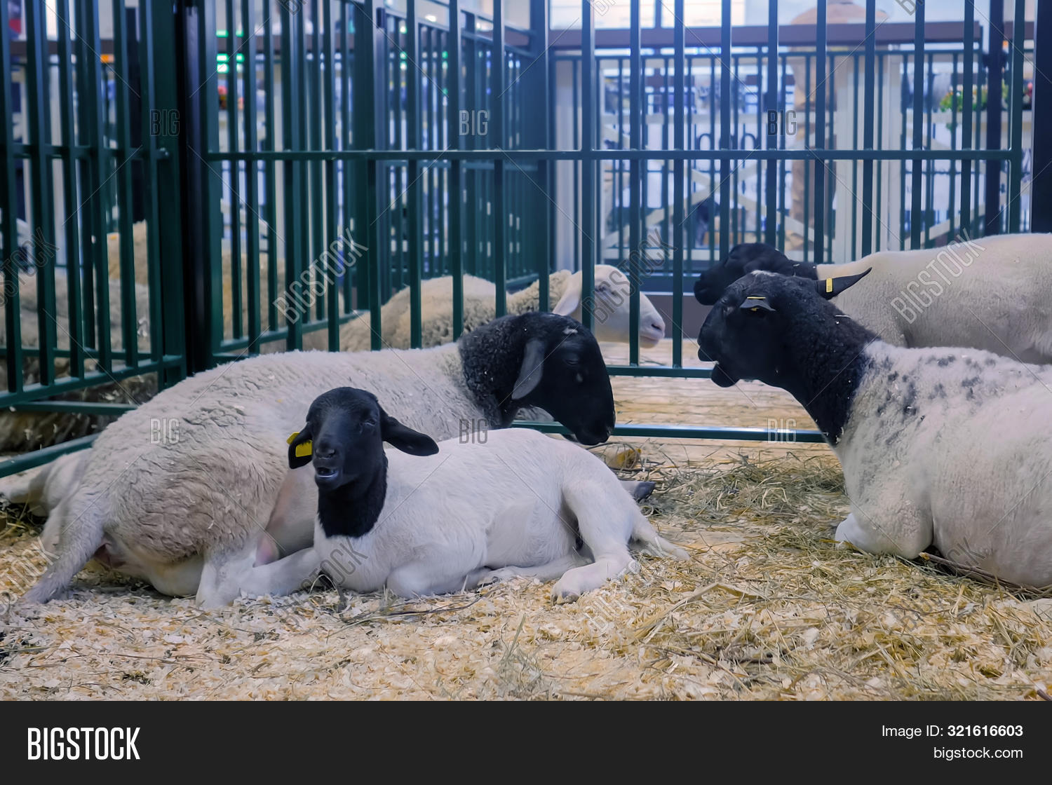 Group Cute Dorper Image & Photo (Free Trial) | Bigstock