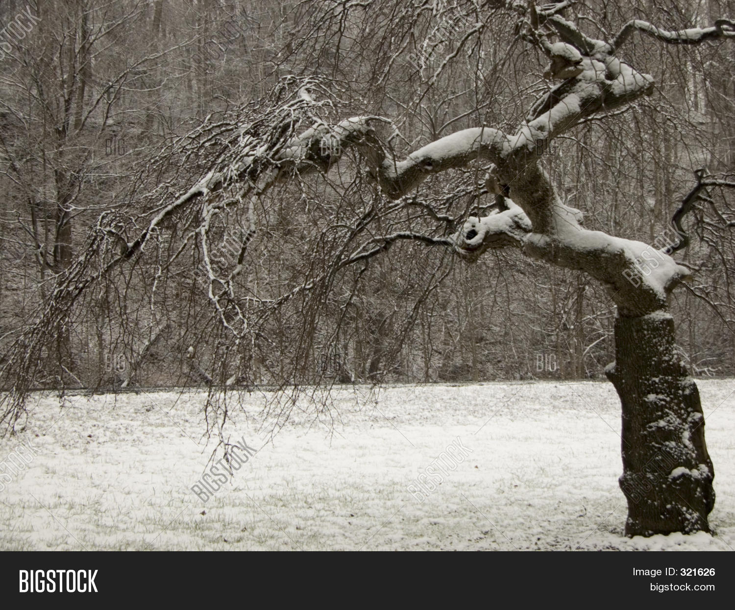 Gnarled Tree Image & Photo (Free Trial) | Bigstock