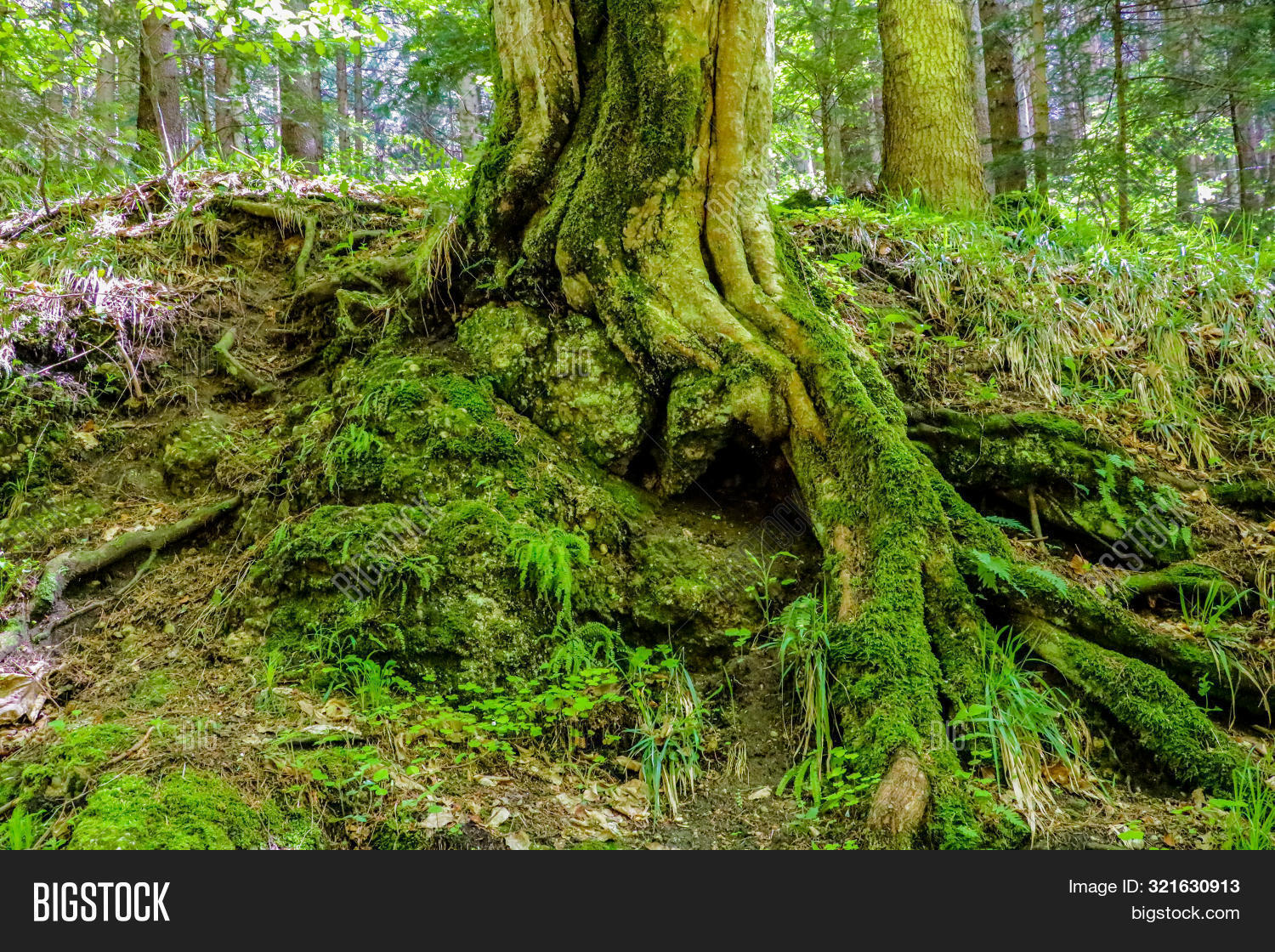 Big Roots Tree Moss Image & Photo (Free Trial) | Bigstock