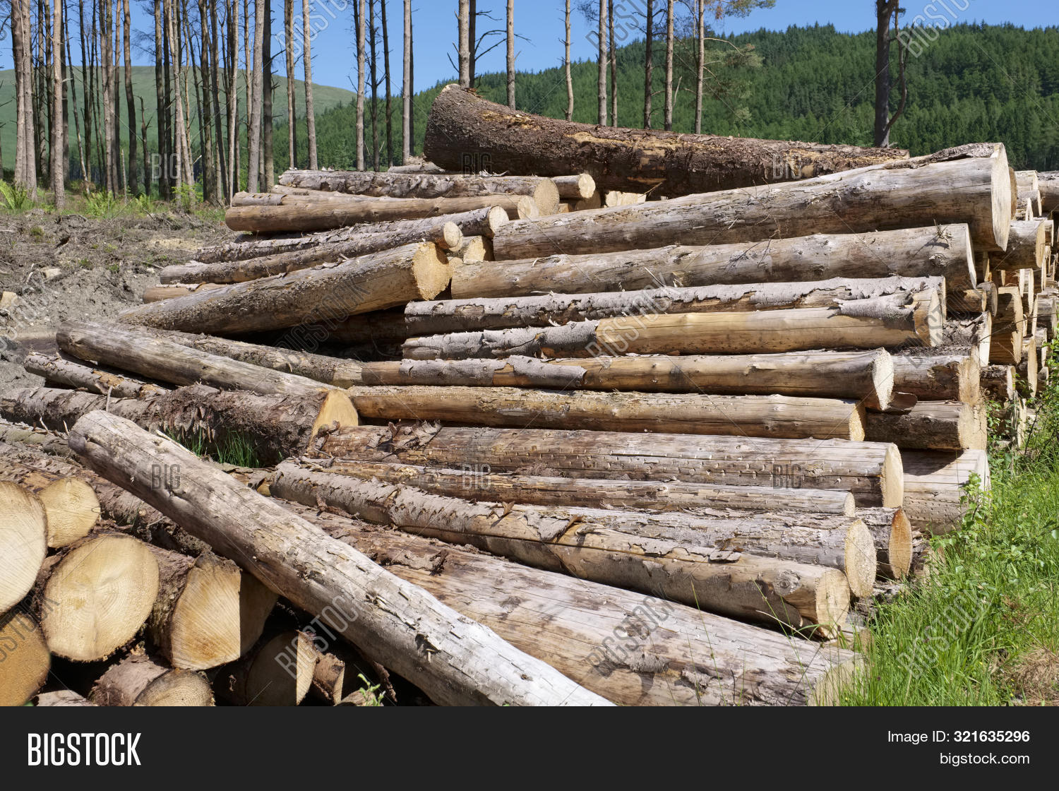 Imagen y foto Chopped Wood Logs (prueba gratis) | Bigstock