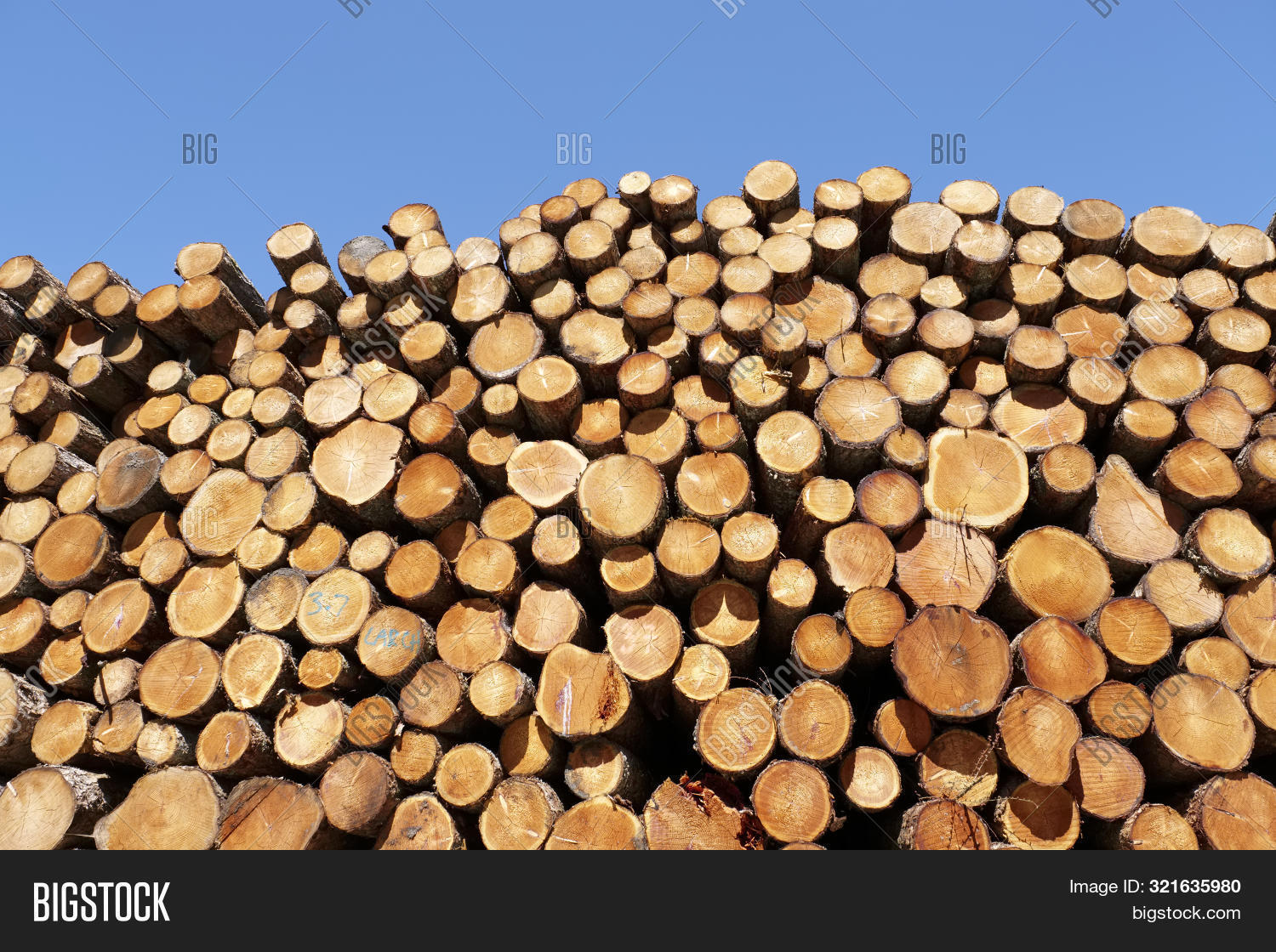 Chopped Wood Logs Sale Image & Photo (Free Trial) | Bigstock