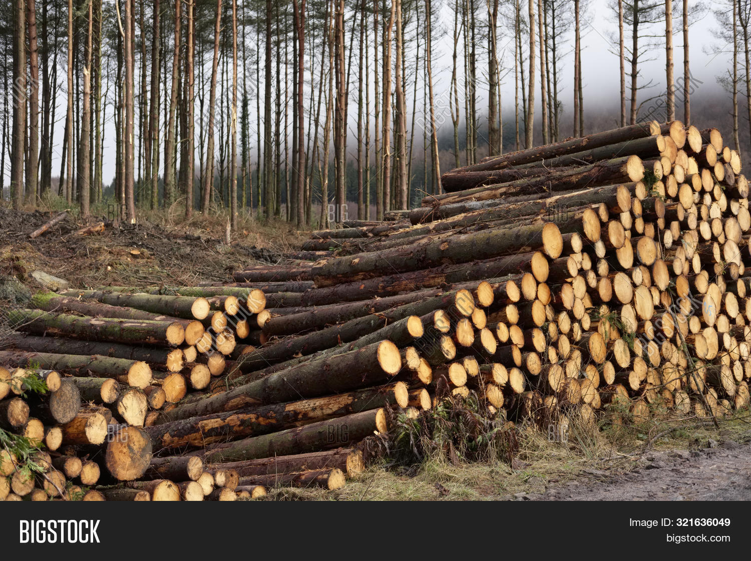 Chopped Wood Logs Sale Image & Photo (Free Trial) | Bigstock