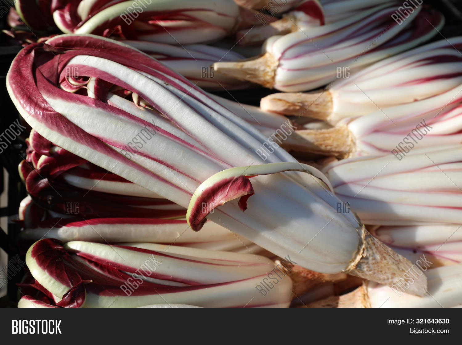 Ripe Red Chicory Image & Photo (Free Trial) | Bigstock
