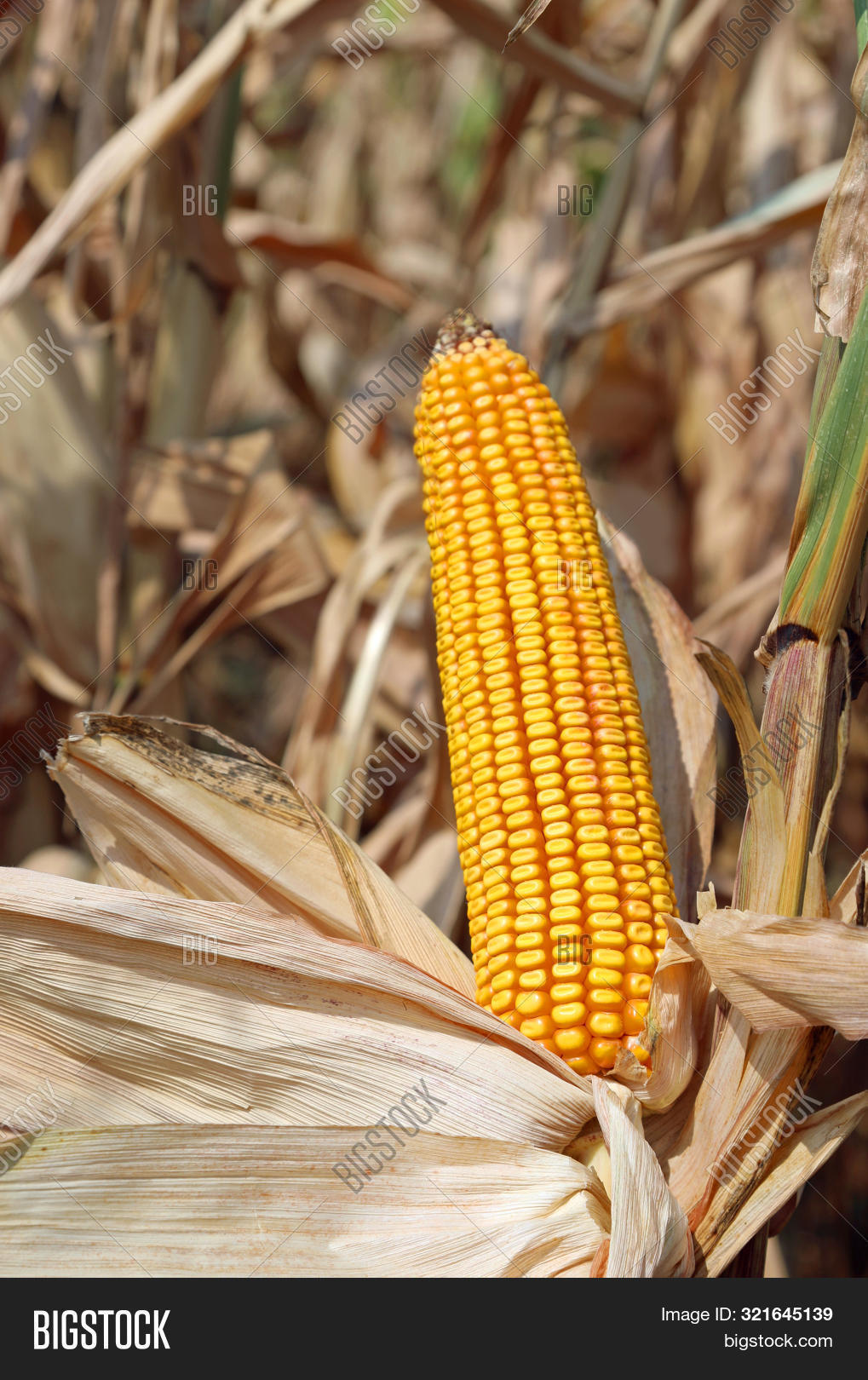 Big Yellow Panicle Image & Photo (Free Trial) | Bigstock