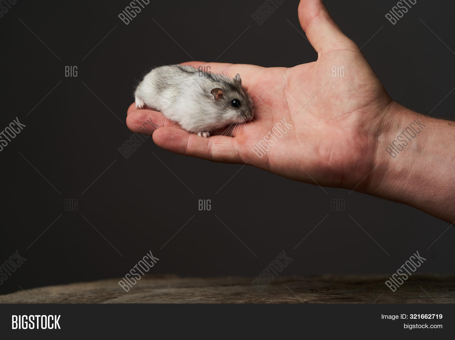 Small Domestic Hamster Image & Photo (Free Trial) | Bigstock
