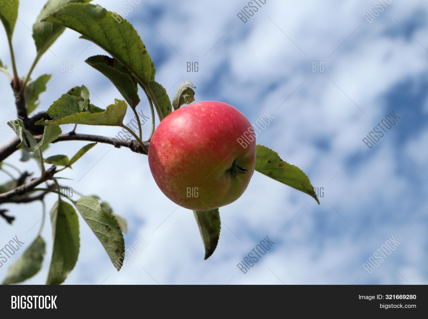 Image Apples Natural Image & Photo (Free Trial) | Bigstock